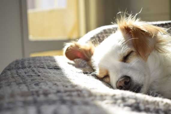 How Much Do Dogs Sleep? | Woof & Beyond