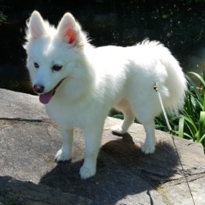 Pomsky Dog Breed Personality, History, and Pictures | PawCulture