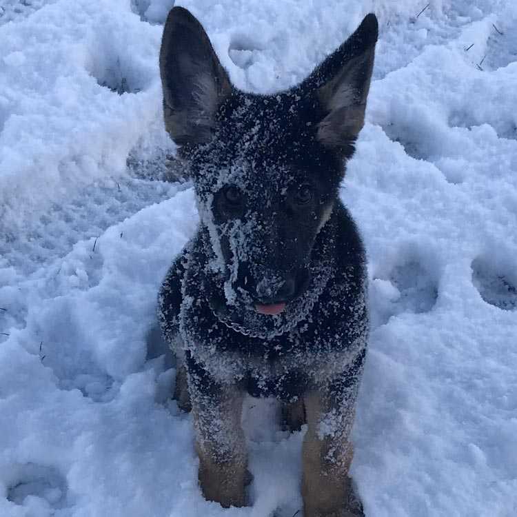 Keeva has helped her owner Lyndsey to spend more quality time with her son