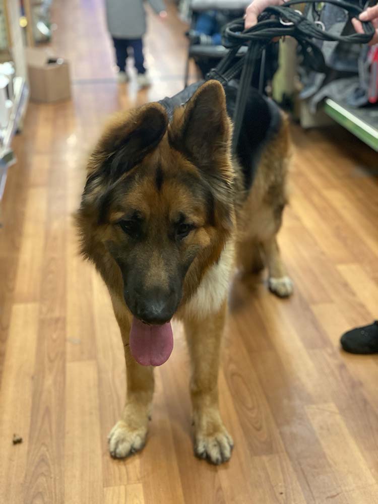 Meet Julio | Great British Dogs