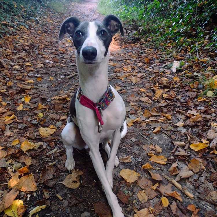 Pebble came into Linda’s life exactly when she needed her, and she’s ...