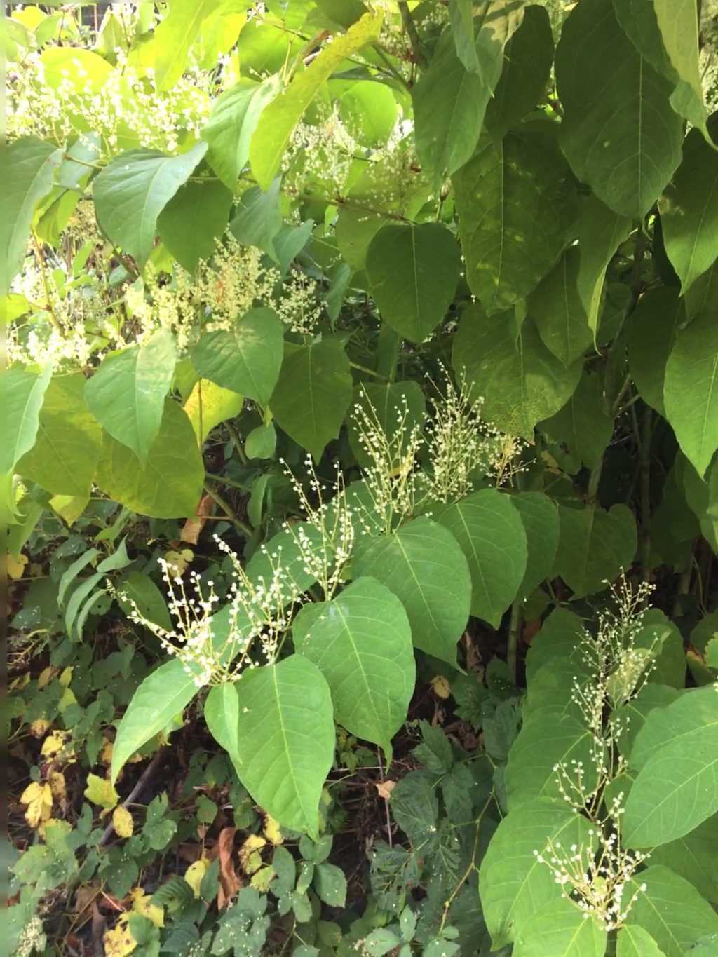 The Process of Developing Species Distribution Modeling Using Maxent | Blog