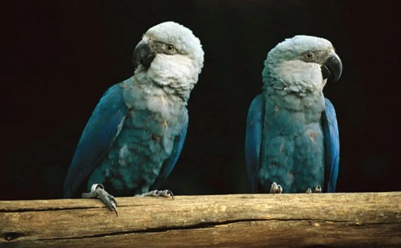 Macaws of Brazil - Tudo Sobre Animais