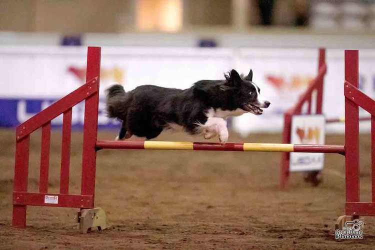 All posts | AgilityNerd