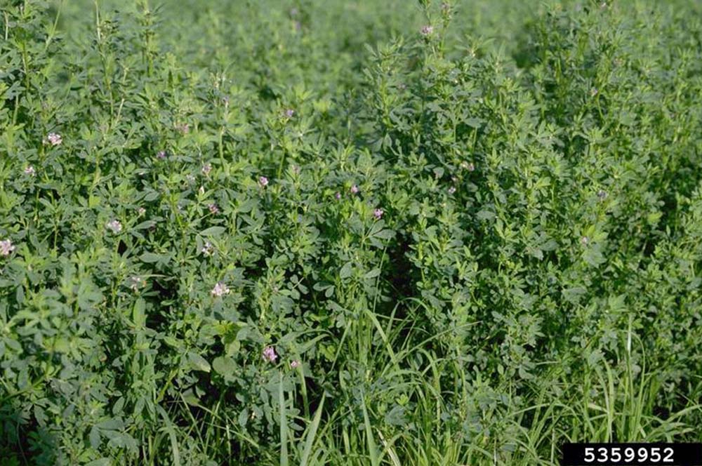 Bobby Big Buck Clover Mix · Harvey's Seed