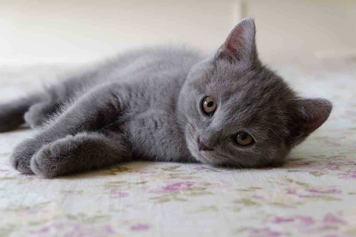 Yaser Adel Mehraban (Yashints) | Image optimisation