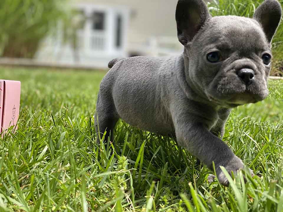 Blue Frenchie / Blue Color French Bulldog Puppies | Ethical Frenchie
