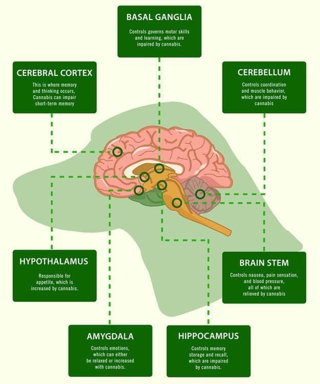 Cannabis Pets Guide: Weed For Cats & Dogs