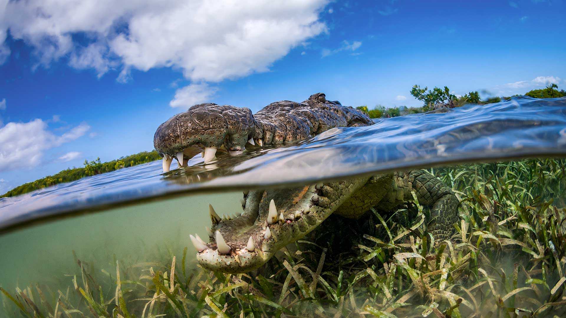 Objectif Plongées - Ida Borie