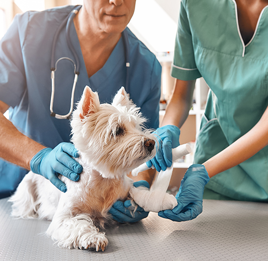 First Coast Vets - Your Veterinary Care Professionals