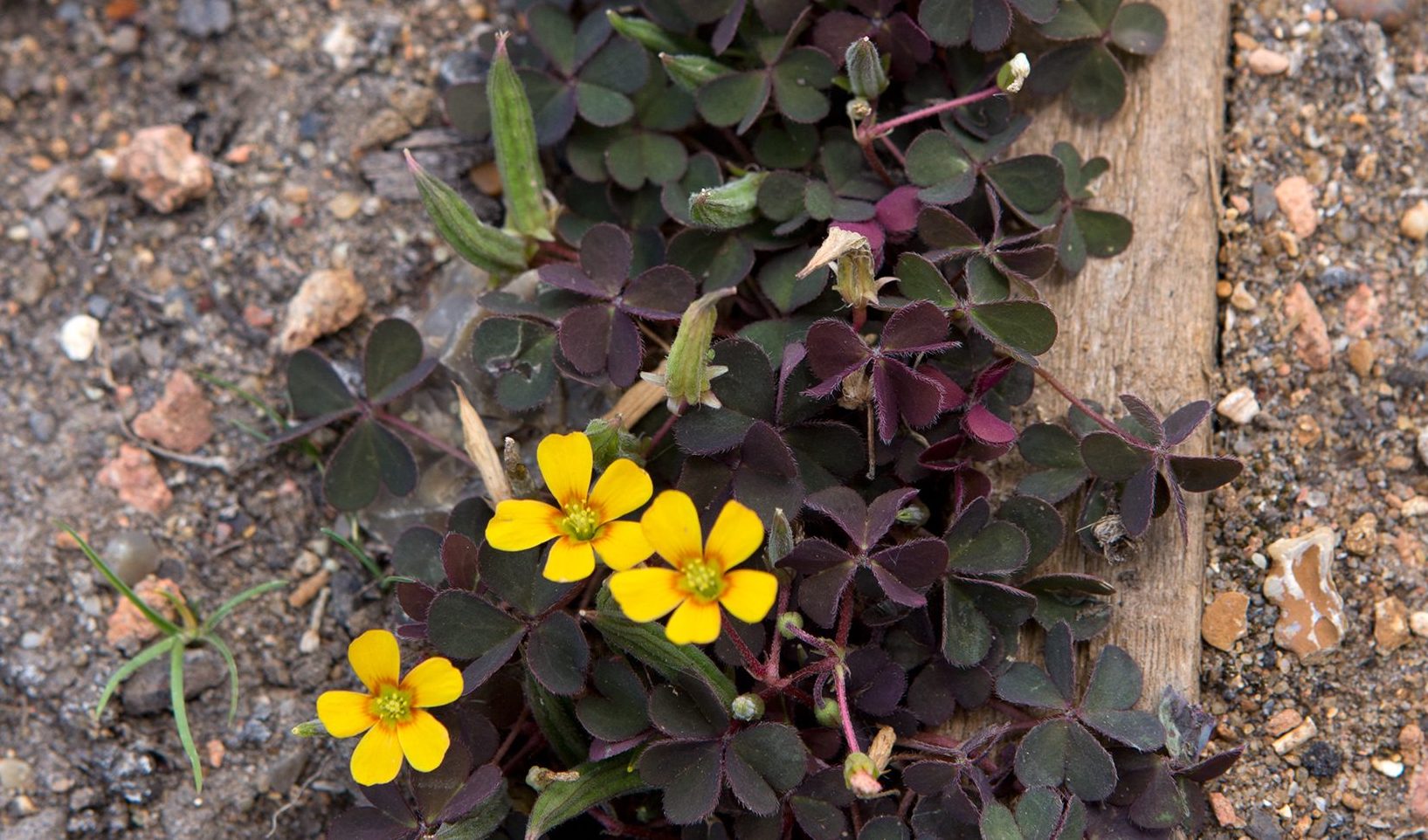 5 Ways To Get Rid Of Clover - Get rid of oxalis