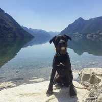 Shadow has come a long way since Ashley and her partner rescued him as ...