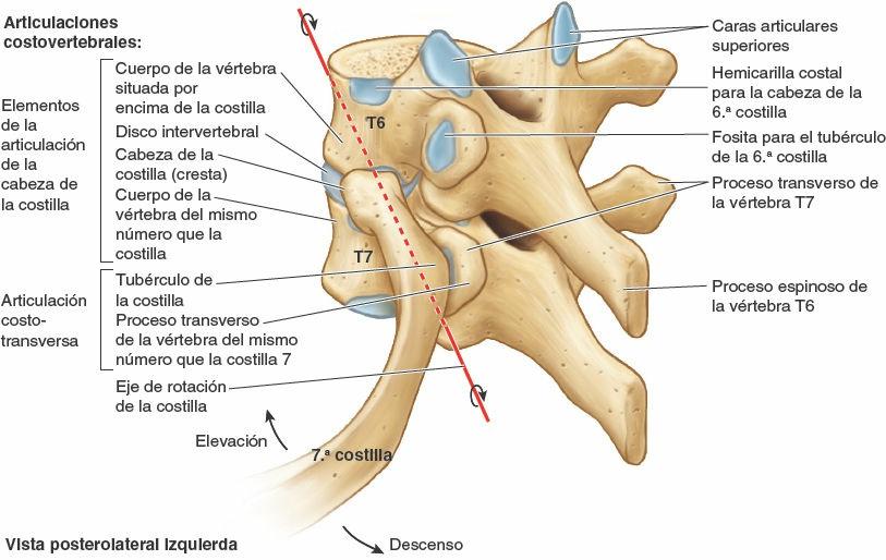 02. Pared Torácica | Enfermería