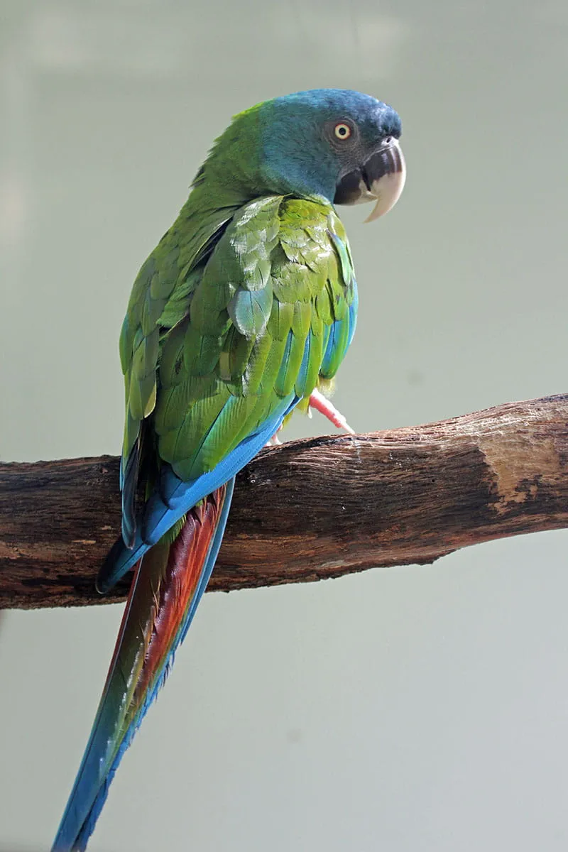 Macaws of Brazil - Tudo Sobre Animais