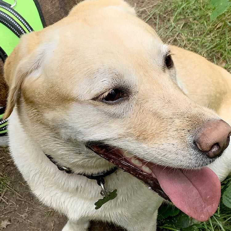 Christine is so proud of gentle Milly, who goes above and beyond for ...