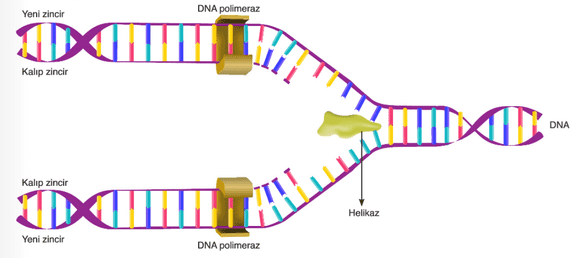 DNA'nın Yapısı ve DNA Eşlenmesi - Bikifi