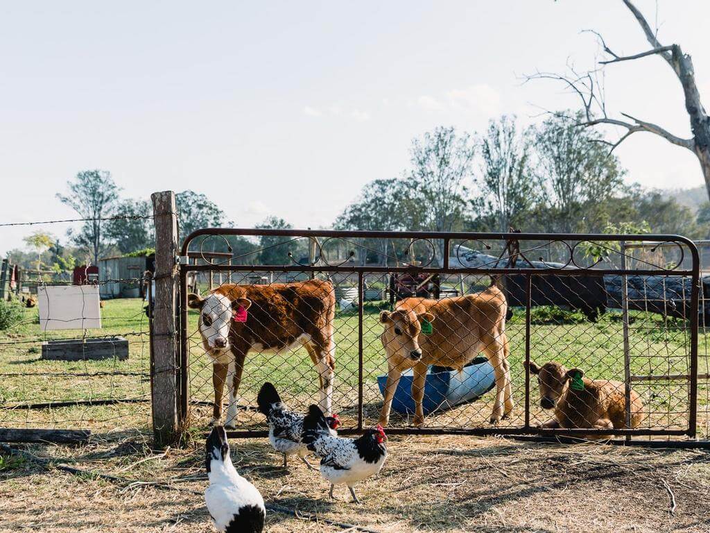 Destination Scenic Rim Farm Gate Trail 2021 | UpNext