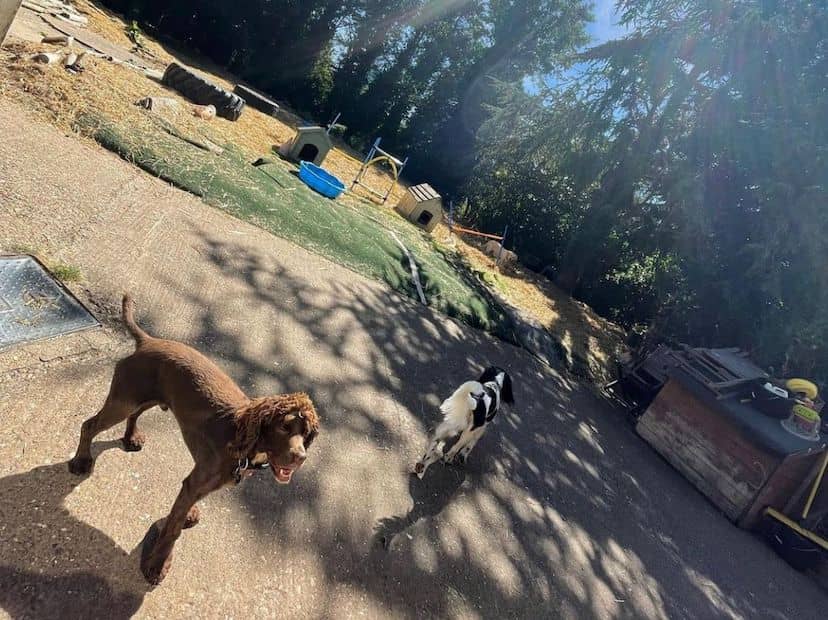 Happy Hounds Towcester