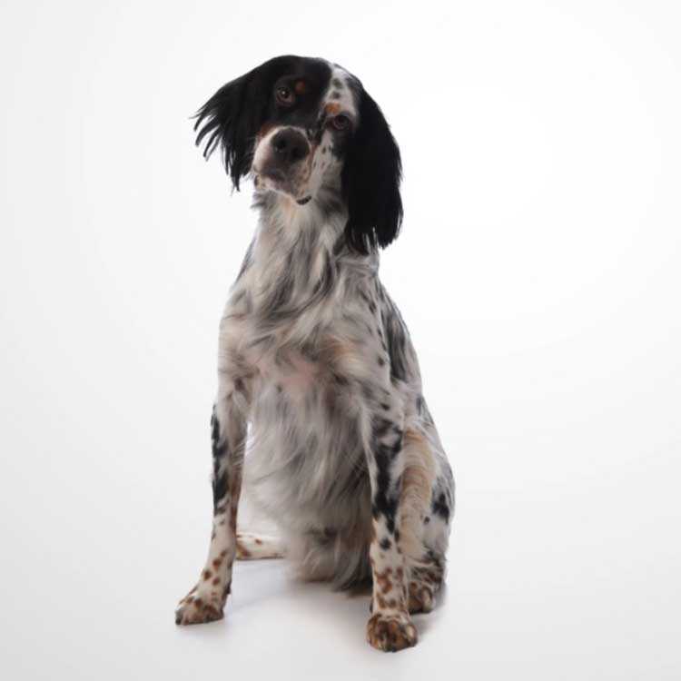 With Maki by her side, working from home could never be a chore for ...