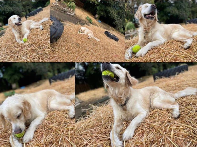 Happy Hounds Towcester