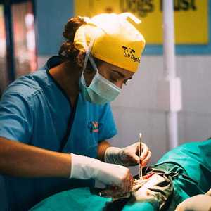 Worldwide Veterinary Service // WVS