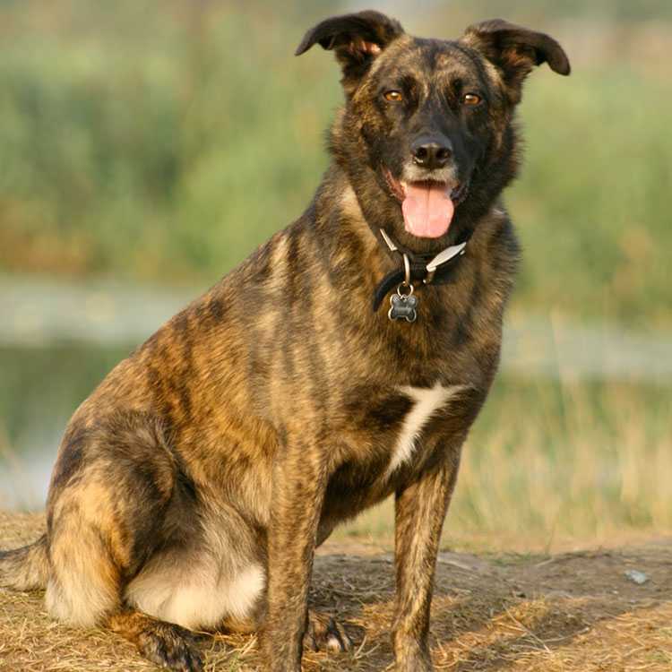 Dawn knew that Scooby would be a positive influence, but she could ...