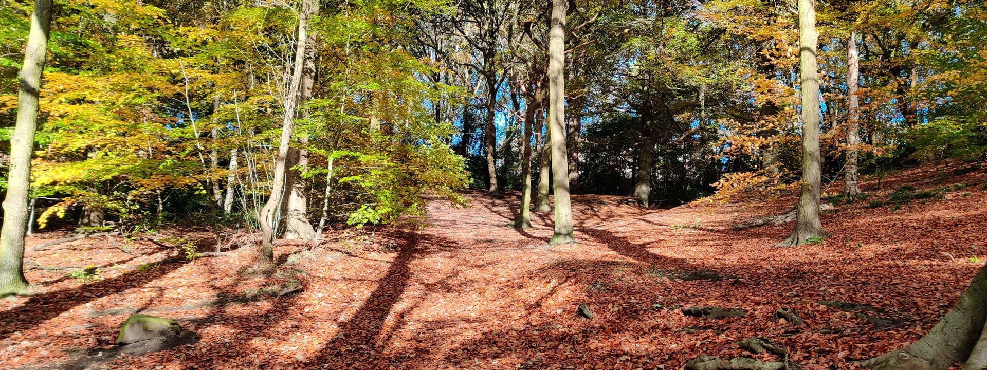 Gledhow Valley Woods - Discover Leeds