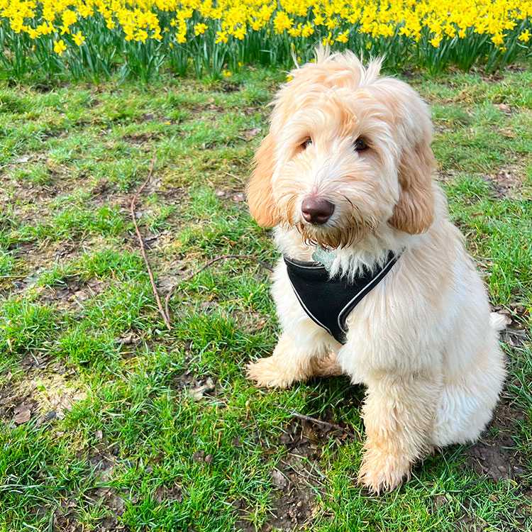 Eddie joined Sam’s family as a companion for her other dog Alfie, and ...