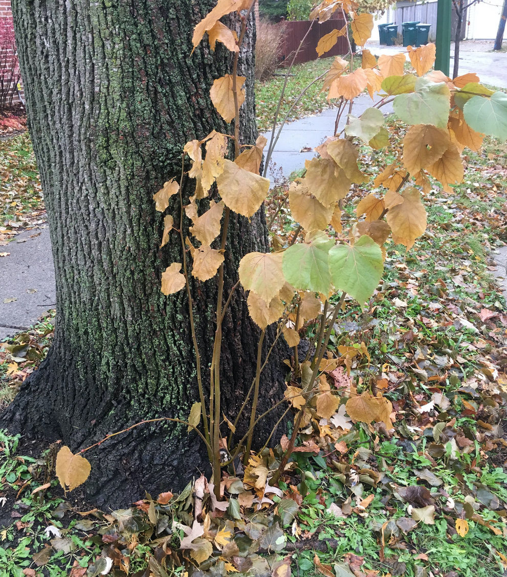How To Control Suckers - Branches Growing From The Trunk Or Roots