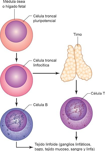 03. Inmunidad adaptativa | Enfermería