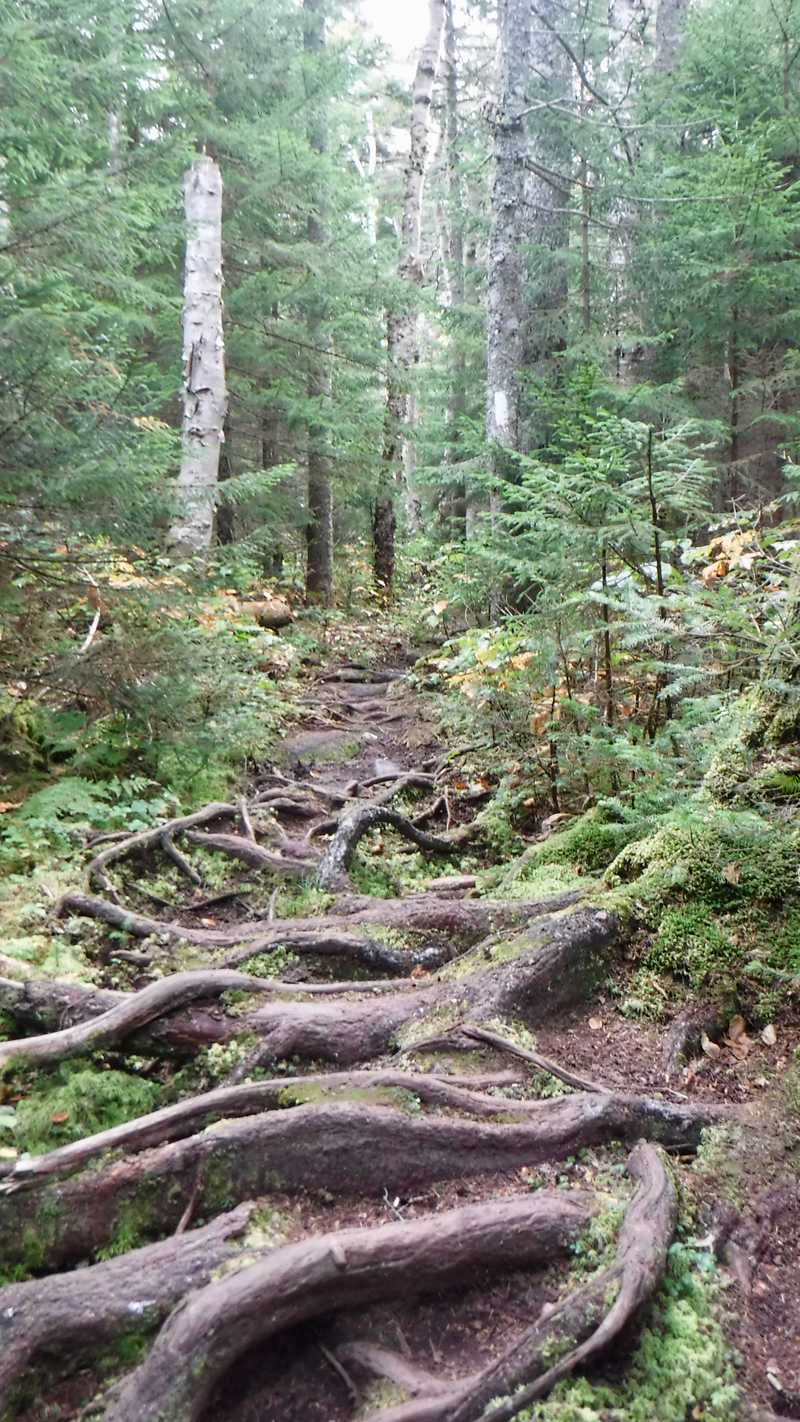 AT 2017: Day 162, Poplar Ridge Lean-to to South Branch Carrabassett ...