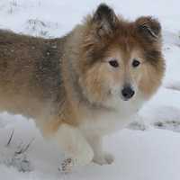 After Sam sadly lost his previous owner, Nicola made the decision to ...