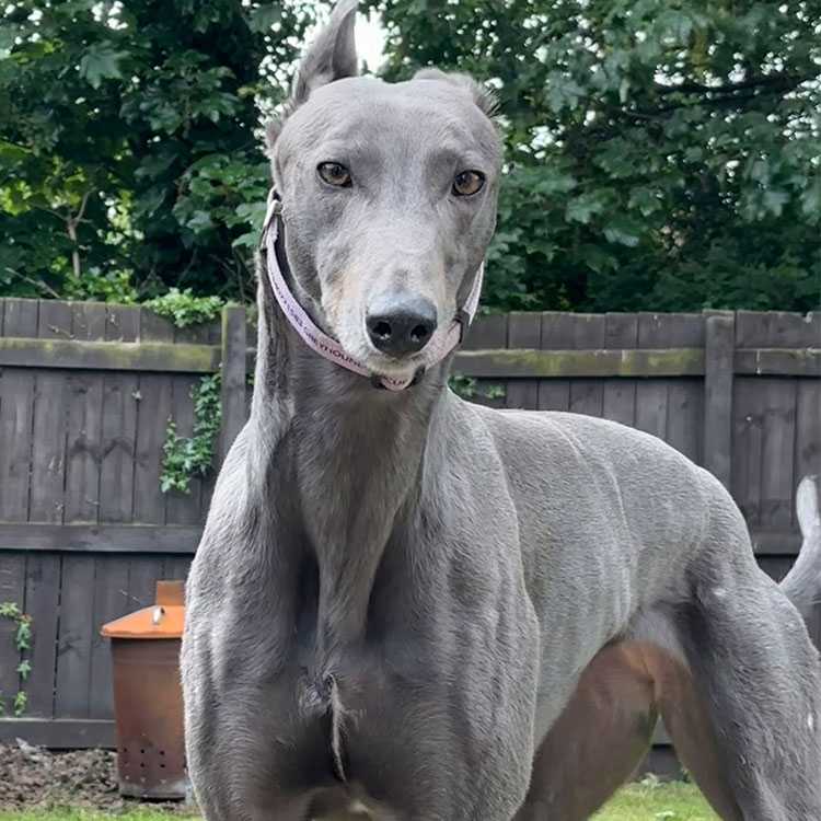 Fern’s life as a racing dog was far from easy, so now Karen is making ...