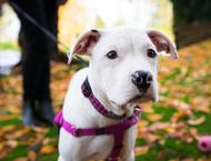 Drywall Destroyed: Stop Your Dog's Drywall Chewing Frenzy | Woof & Beyond