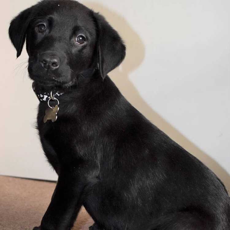 Dexter has perked up Elaine’s home life with his cheeky grin and ...