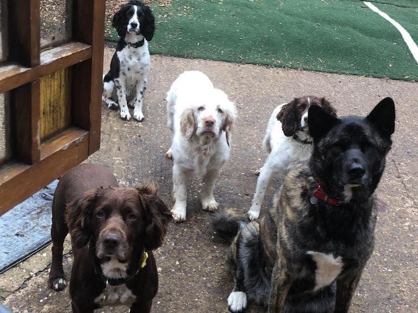 Happy Hounds Towcester