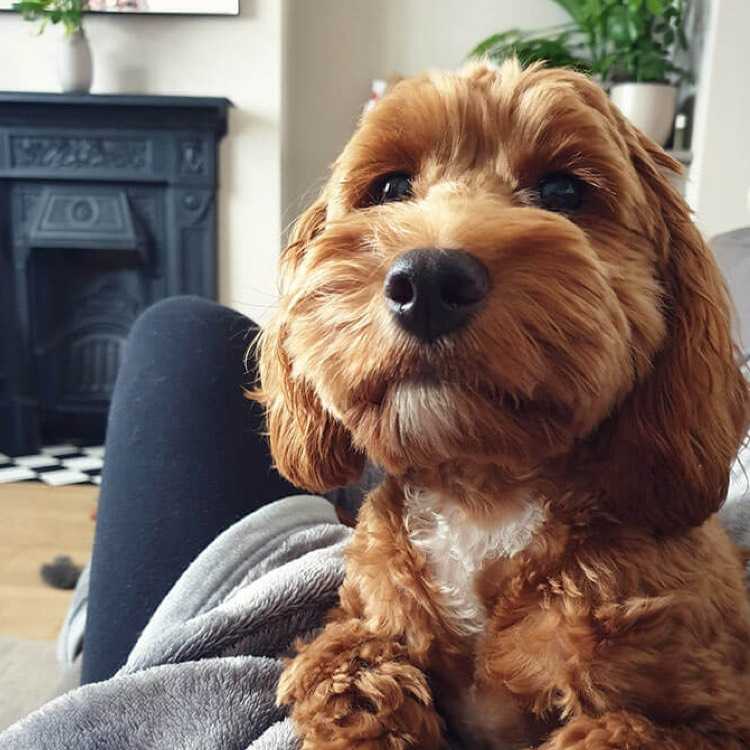 Pickle has helped Haelee through a tough time, bringing laughter into ...