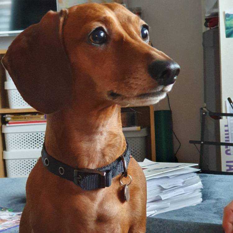From looking after his health to making him laugh, Frank the Dachshund ...