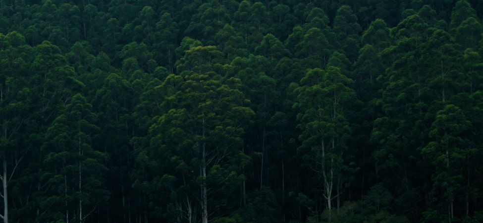 Modern Wood Slat Wall Panels | Free Shipping in Canada | Nord Slat